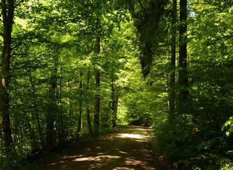 Ecosistema Forestal Qué Es Características Flora Y Fauna