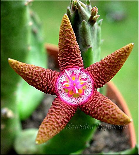 stapelia flavopurpurea - a photo on Flickriver | Plants, Succulents ...