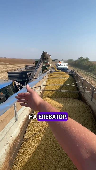 СОЯ сипе супер врожай!!!🤔🤔🤔Розпочалися пізні Жнива)))Повне відео на ...
