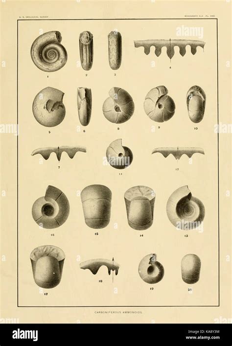 A Scientific Illustration From The Carboniferous Ammonoids Of America