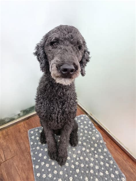 스탠다드푸들달봉 강아지책임무료분양 컴투펫위탁보호센터 강아지무료분양 고양이무료분양 강아지파양 고양이파양