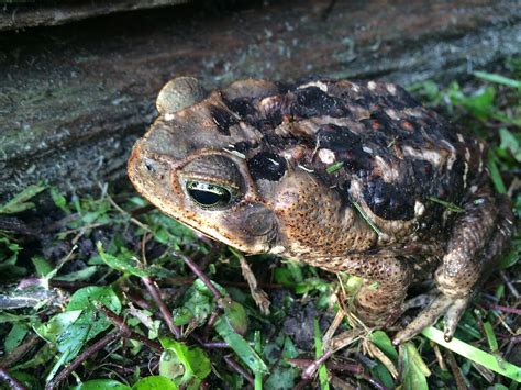 The Invasive Cane Toad Found In Brooksville Hernando Sun