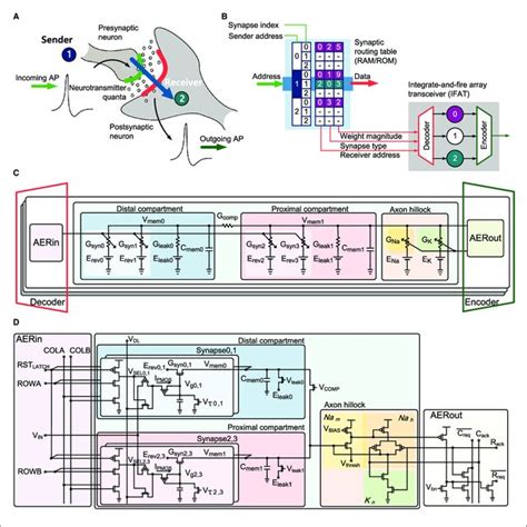 Figure E A Biological Neural Systems Illustrating Neural Synaptic Download Scientific Diagram