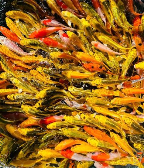 ปลาคาร์ฟสีทอง Ennxo