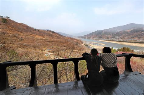 [여행honey] 매화와 동백 나무뉴스