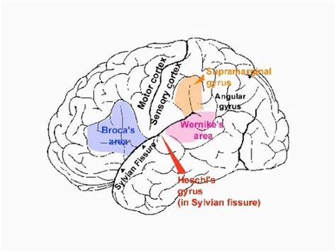 Language And The Brain Flashcards Quizlet