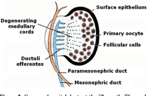 Figure 1 From Sex Determination And Disorders Of Sex Development