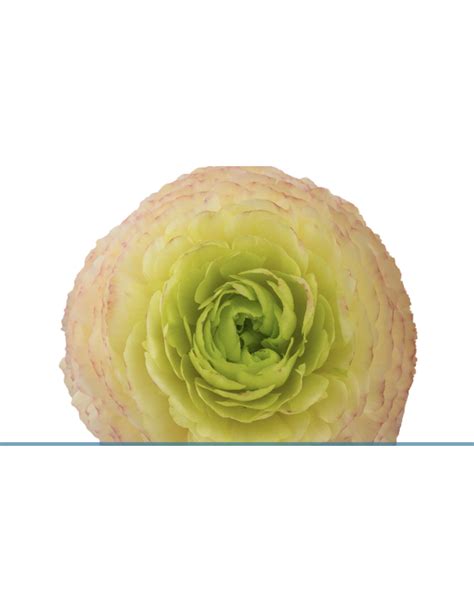 Ranunculus