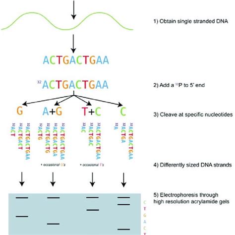 Pdf Introduction To Nucleic Acid Sequencing