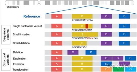 基于全基因组测序数据鉴定结构变异的四大类方法总结 知乎