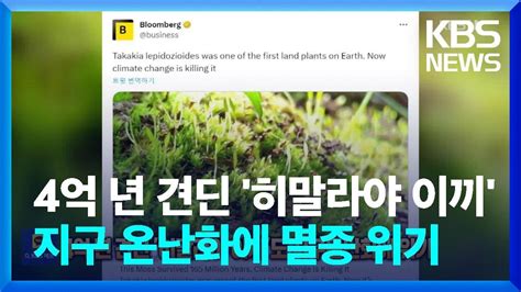 4억 년 견딘 ‘히말라야 이끼도 지구 온난화에 멸종 위기 [잇슈 Sns] Kbs 2023 08 11 Youtube