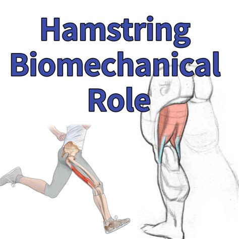 햄스트링 생체역학적 기능 대퇴이두근 Vs 반건양근반막양근 네이버 블로그