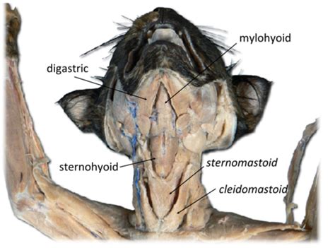 Muscles To Know In The Cat Flashcards Quizlet