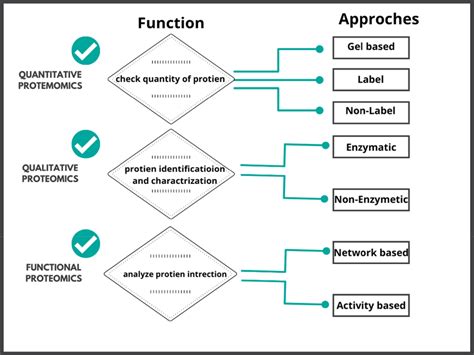 Proteomics Experimental Areas Their Functions And Approaches