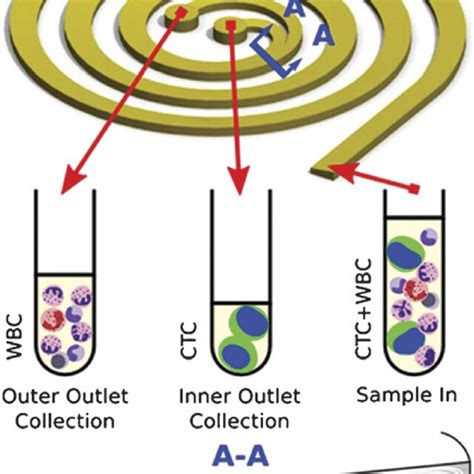 Slanted Spiral Microfluidic Chip 77 Download Scientific Diagram