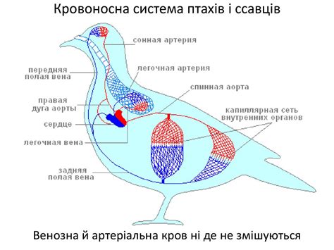 Порівняння будови кровоносної системи хребетних тварин Практична робота №4 презентация онлайн