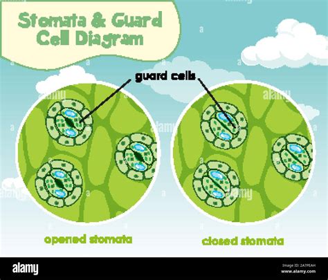 Leaf Guard Cells
