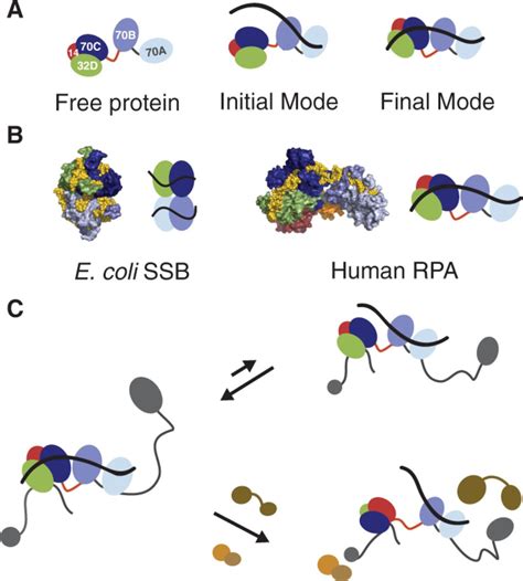 Models For Modulation Of Rpa Ssdna Interactions A Two Major Download Scientific Diagram