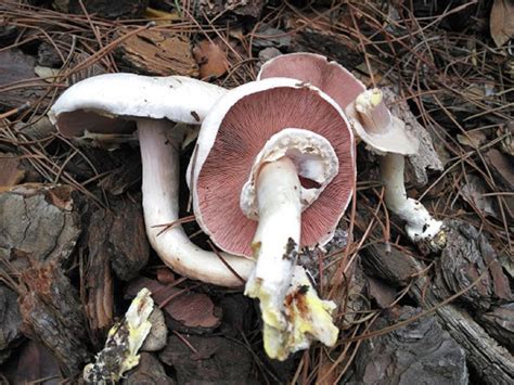 Agaricus Xanthodermus Characteristics Habitat Toxicity And Confusion