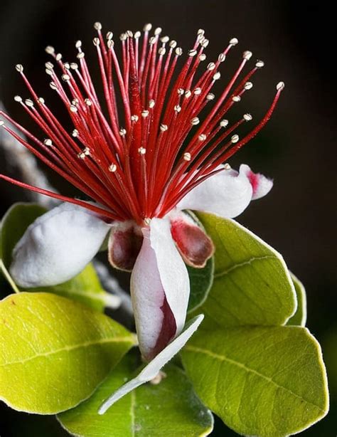 ფლორაჰოლიკი გაყიდვაშია ფეიხოს 2 წლიანი ნერგები ფასი 13 Facebook