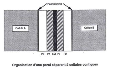 Bvb F1 Cytologie Végétale Introduction Paroi Pectocellulosique Cartes Quizlet