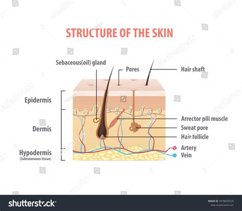 78 Arrector Pili Muscle 이미지 스톡 사진 및 벡터 Shutterstock