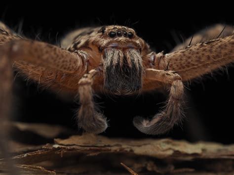 The Krykna Spider Or The Mcquarrie Knobby White Spider R Actionfigures