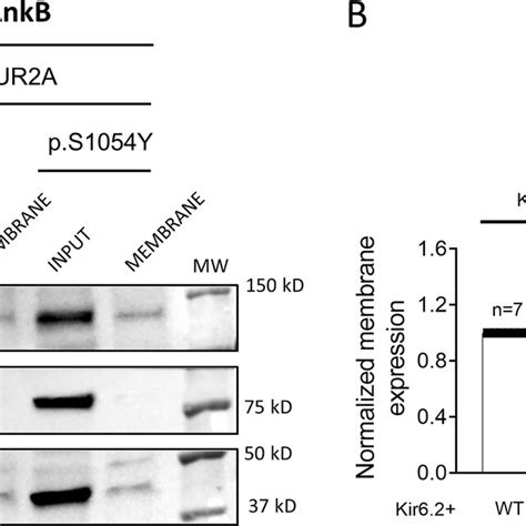 Ankb Corrects The Reduction Of Kir62 And Sur2a Membrane Expression