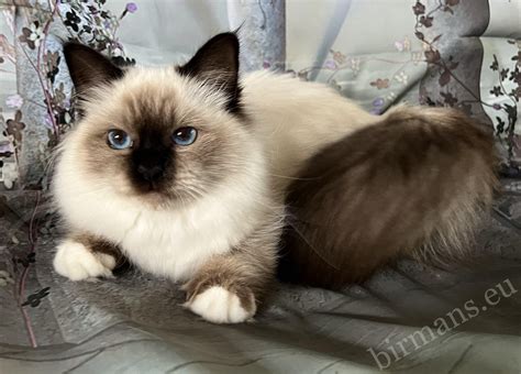 Some Thoughts On The Colour Of The Birman Cat Birman