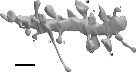 Figure 1 From Dendrite Structure Semantic Scholar