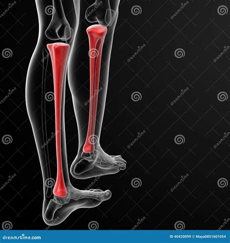 Tibia Bone Royalty Free Cartoon 88889378