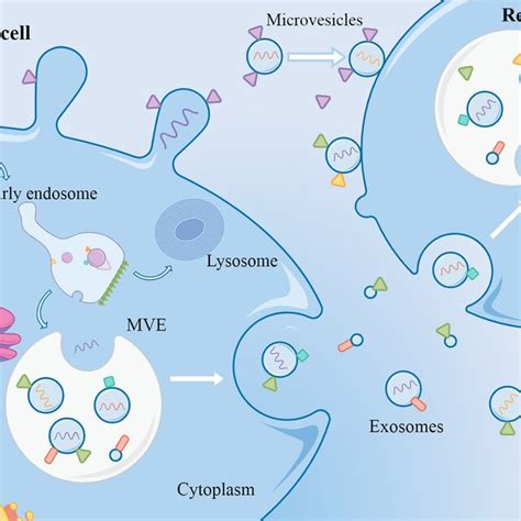 Cellcell Communication By Extracellular Vesicles Download Scientific Diagram
