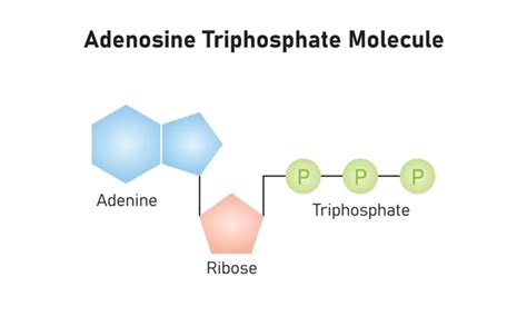 Estructura De Difosfato De Adenosina