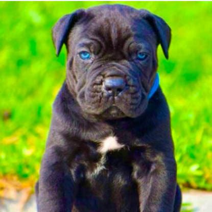 Cane Carso Puppy