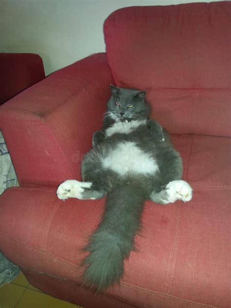 Lazy Ginger Stock Photo Image Of Lazy Ginger Belly 47376614