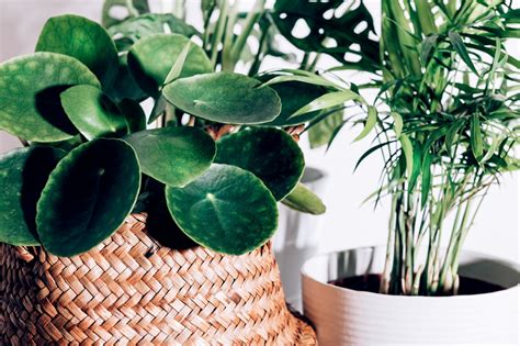 Plantas De Interior De La Suerte ¡no Pueden Faltar En Tu Casa