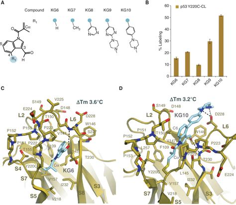 A Small Molecule Reacts With The P53 Somatic Mutant Y220c To Rescue