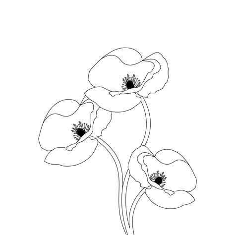 Poppy Flower Outline Drawing Best Flower Site