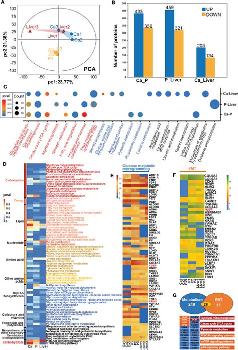 Figure 1 From Multi Omics Analyses Of Glucose Metabolic Reprogramming