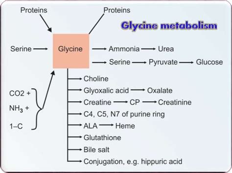 Glycine Metabolism
