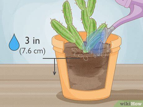 How To Water A Cactus To Keep It Happy And Healthy