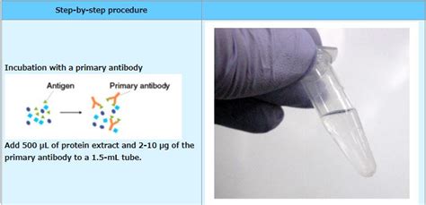Immunoprecipitation Principle Principle Of Immunofluorescence