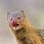 Mongoose Mongeese Tumblr Tumbex