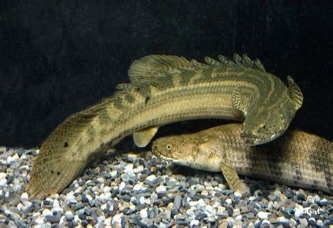 20 Fish With Legs Thrilling And Unconventional Aquatic Wonders