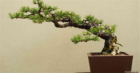 How Tall Do Bonsai Trees Grow Bonsai Tree Help