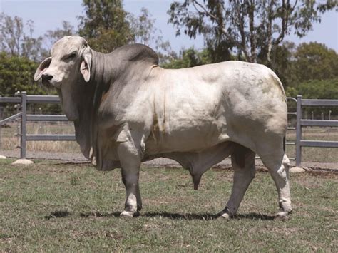 NCC SCHOLAR IVF PS Rocky Repro