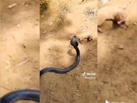 ឆ្កា និង ពស់ 🦨and🐍 Tnaot