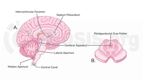 Interventricular Foramen