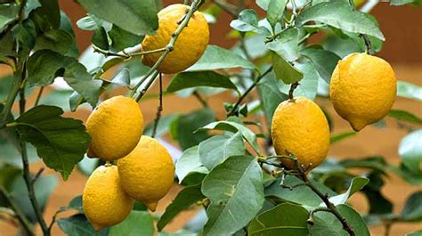 ლიმონი Agronews Ge