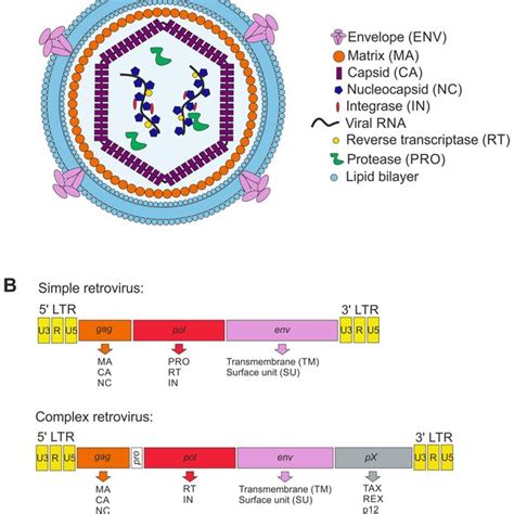 Scheme Of Retroviral Particle And Genome Structure A Retroviral